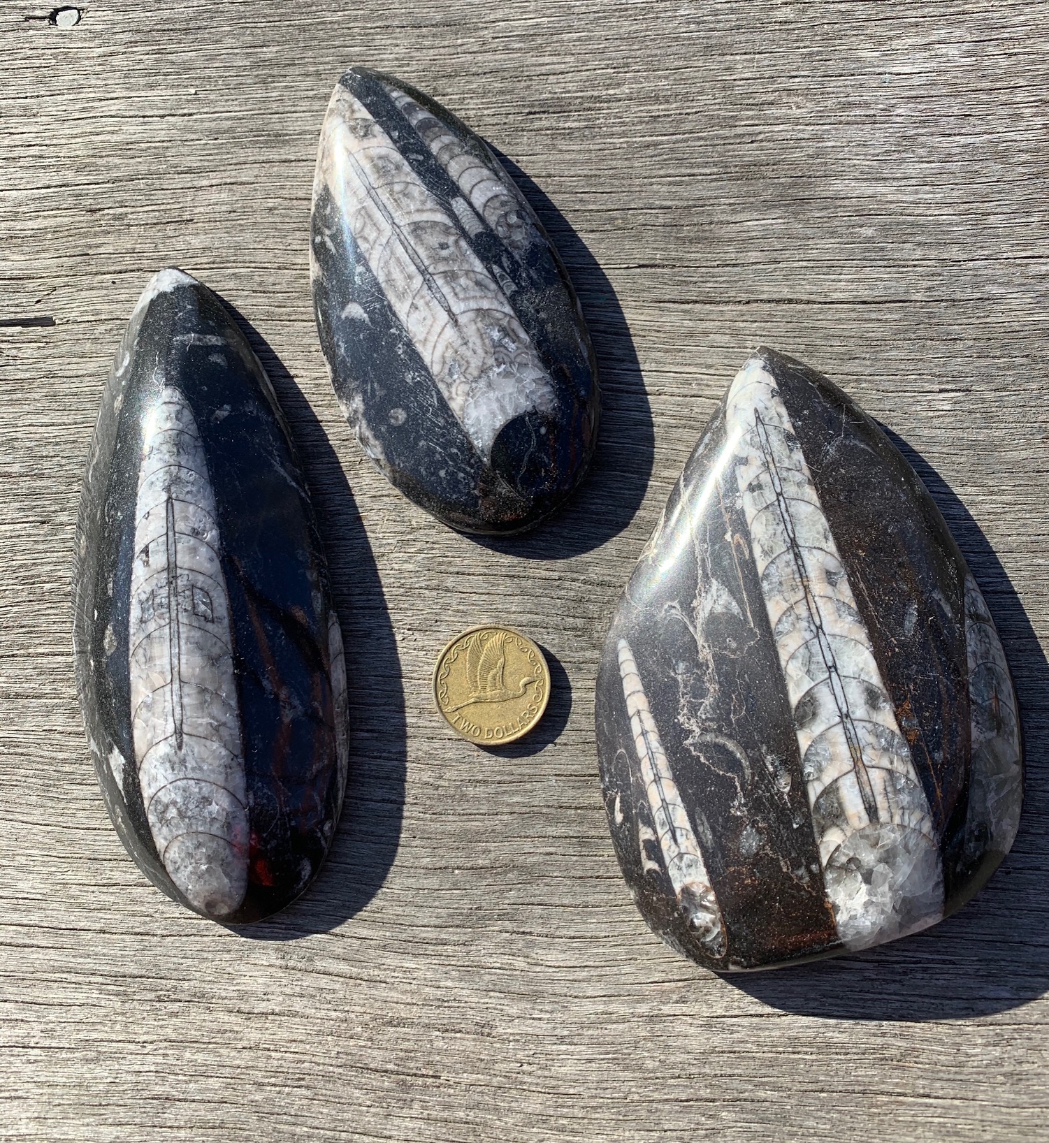 Fossil Orthoceras - Nelson Market