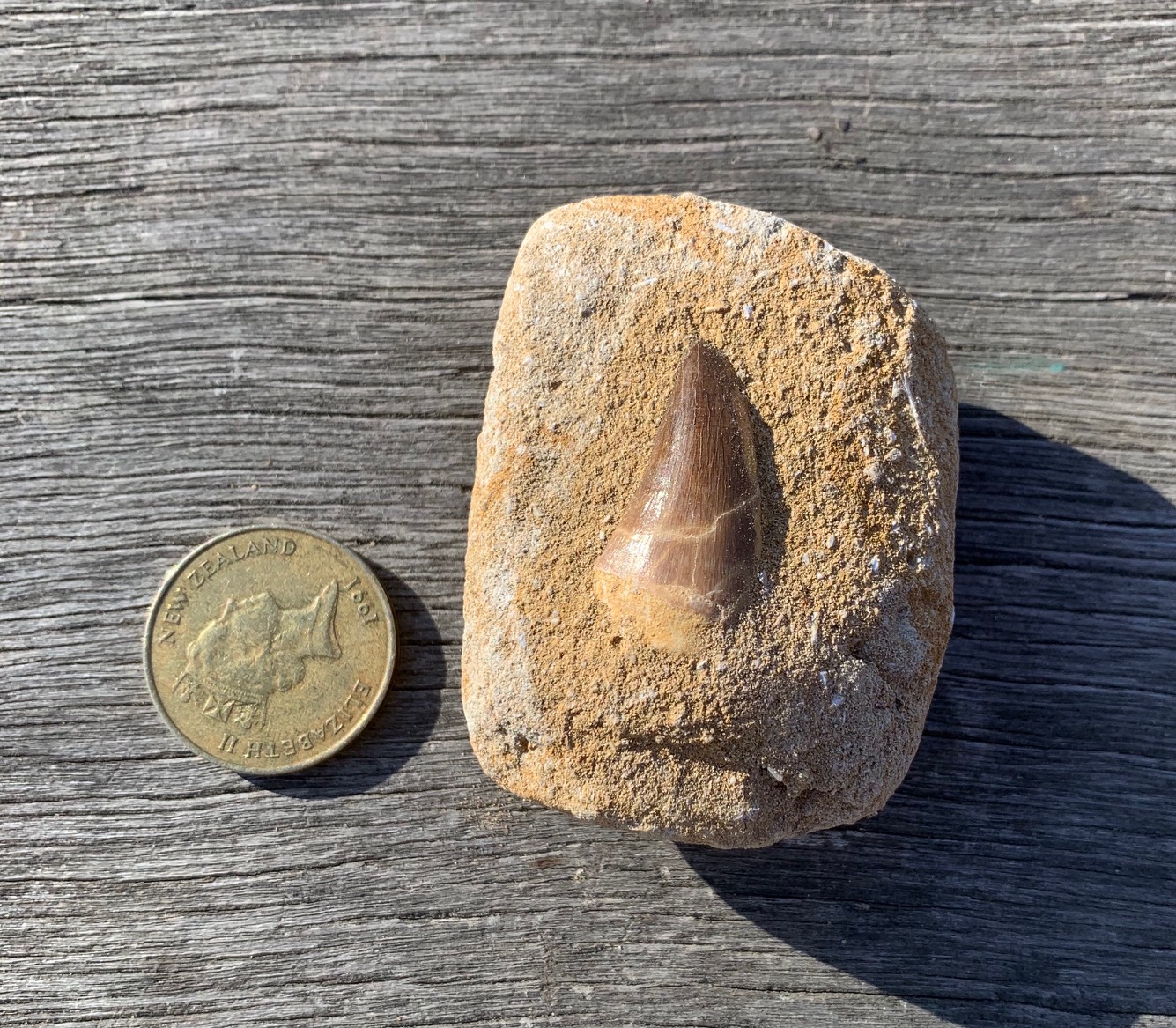 Fossil Mososaur Tooth - Nelson Market