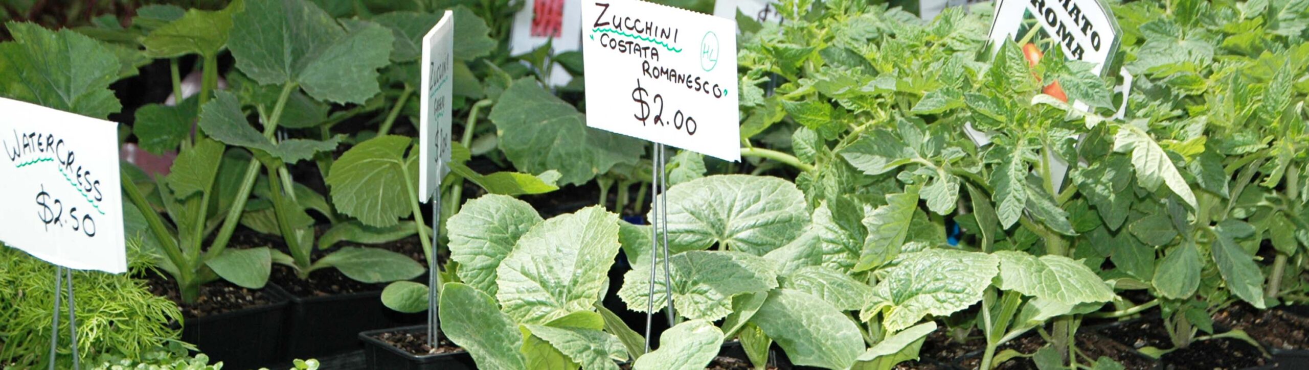 Home - Nelson Market